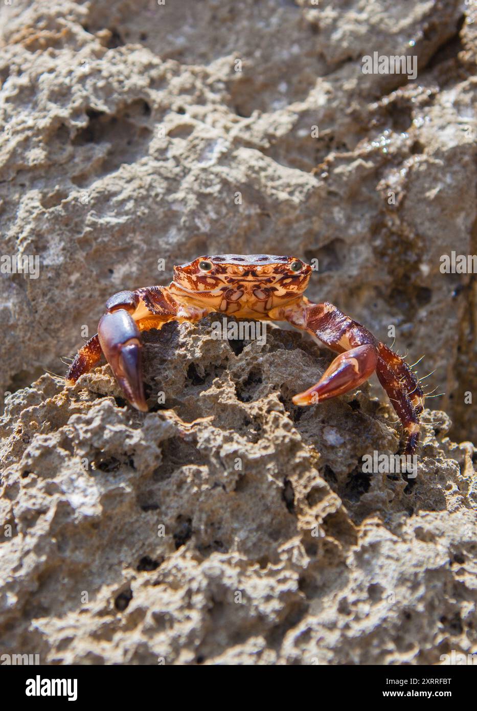 Hairy rock crab hi-res stock photography and images - Alamy