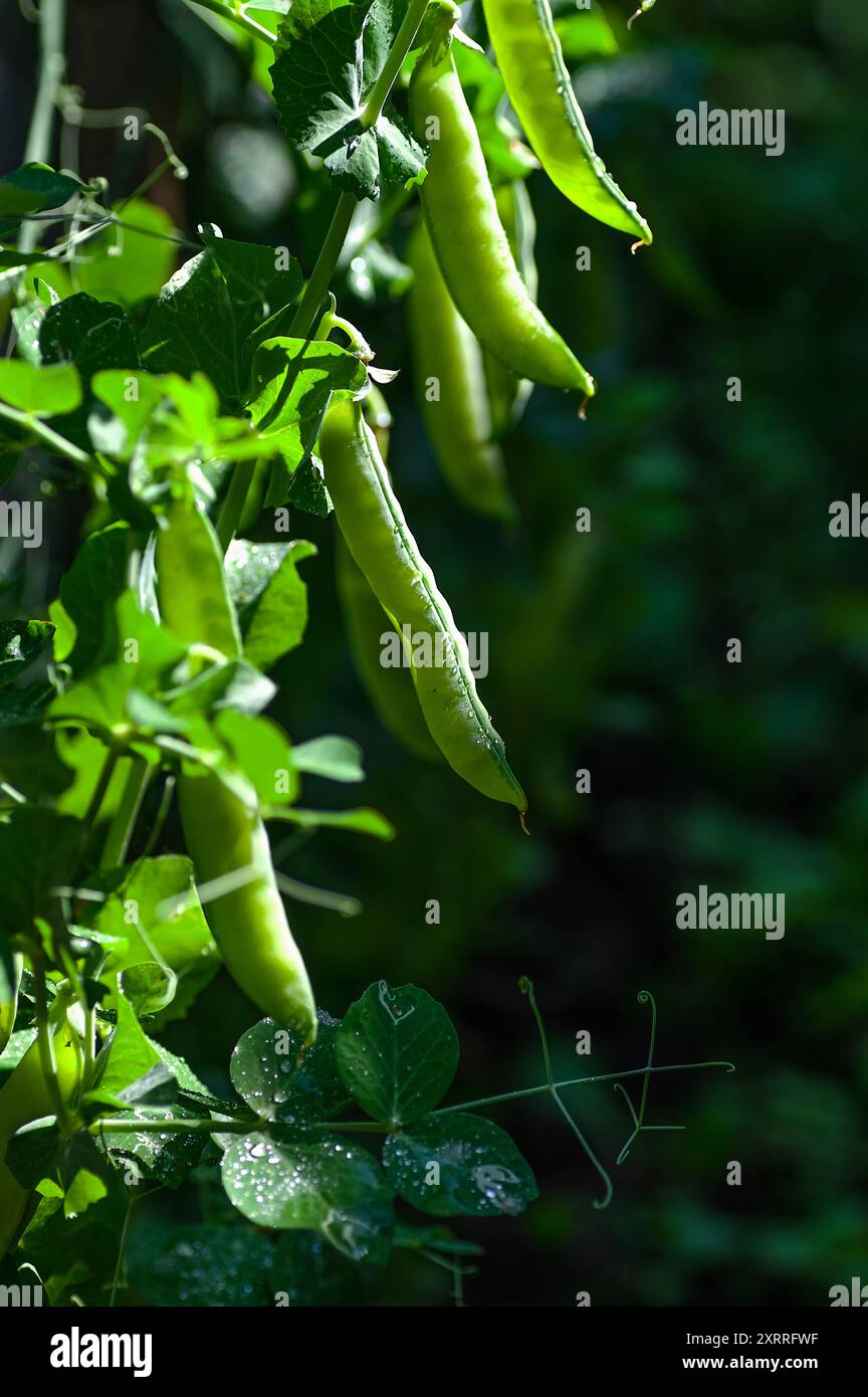 Lush green pea pods hang from vibrant vines, glistening with dew. These ...