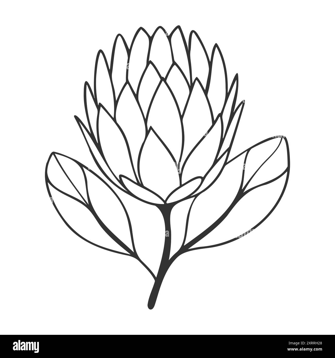 Protea flower contour black line art, stylized drawing isolated on ...