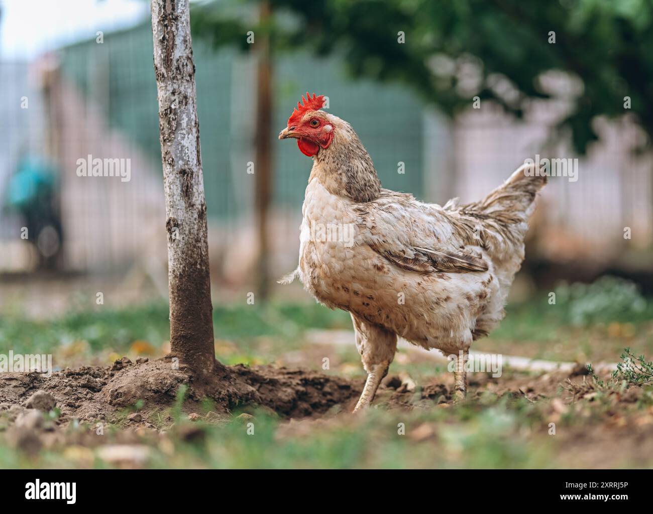 A chicken living free in the back yard of a farm Stock Photo - Alamy