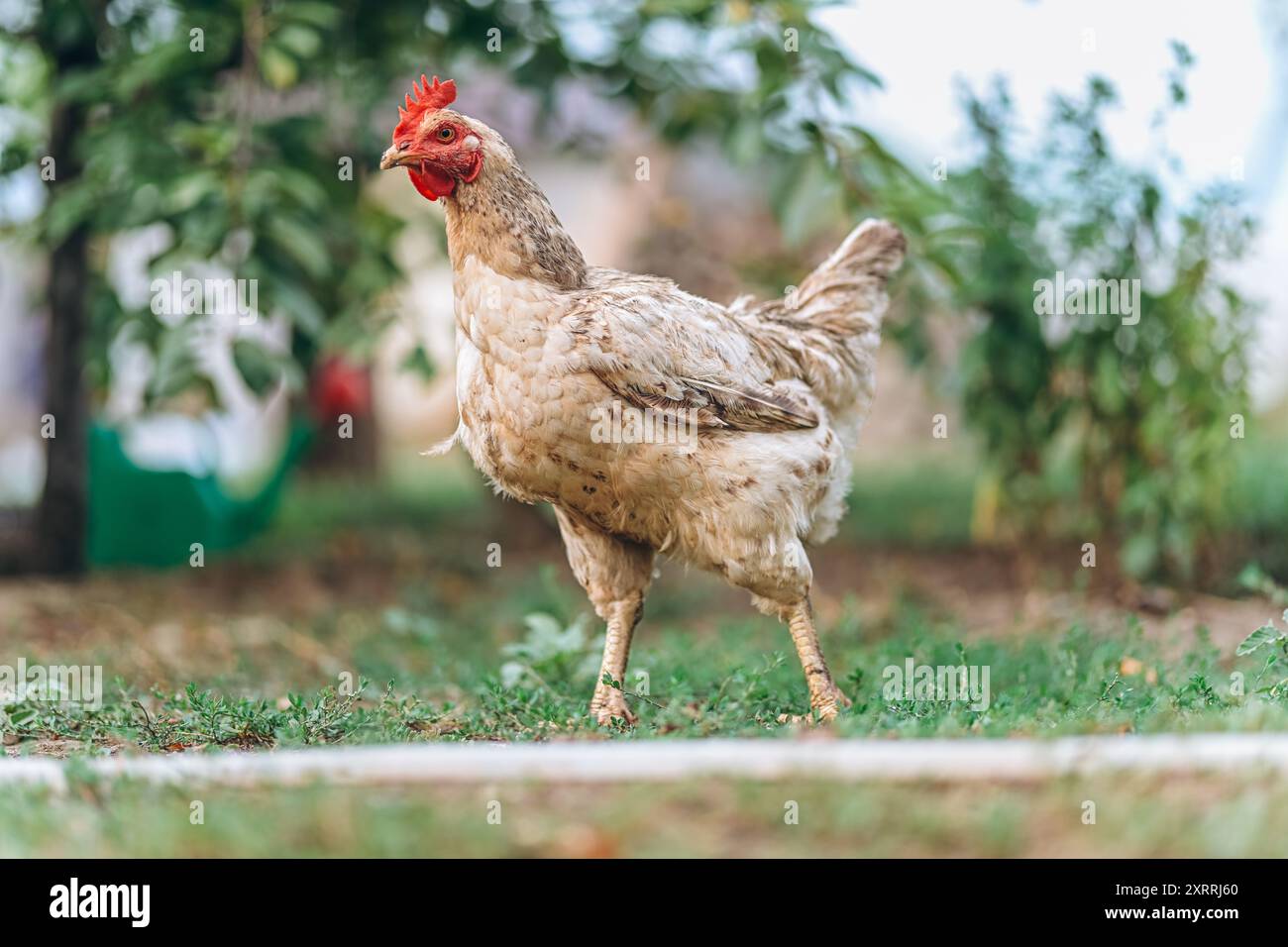 A chicken living free in the back yard of a farm Stock Photo - Alamy
