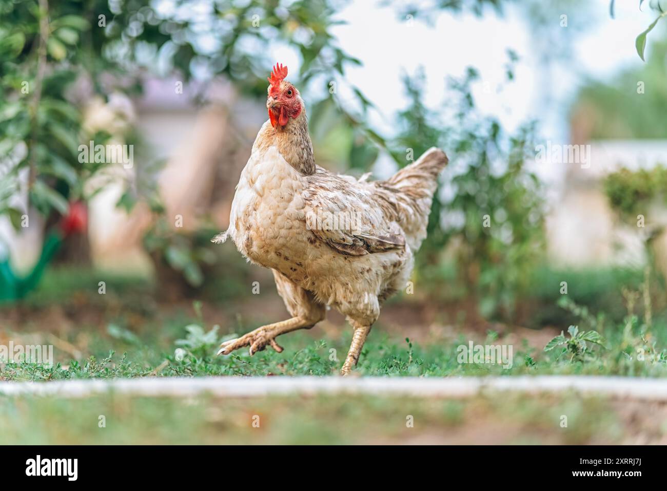 A chicken living free in the back yard of a farm Stock Photo - Alamy