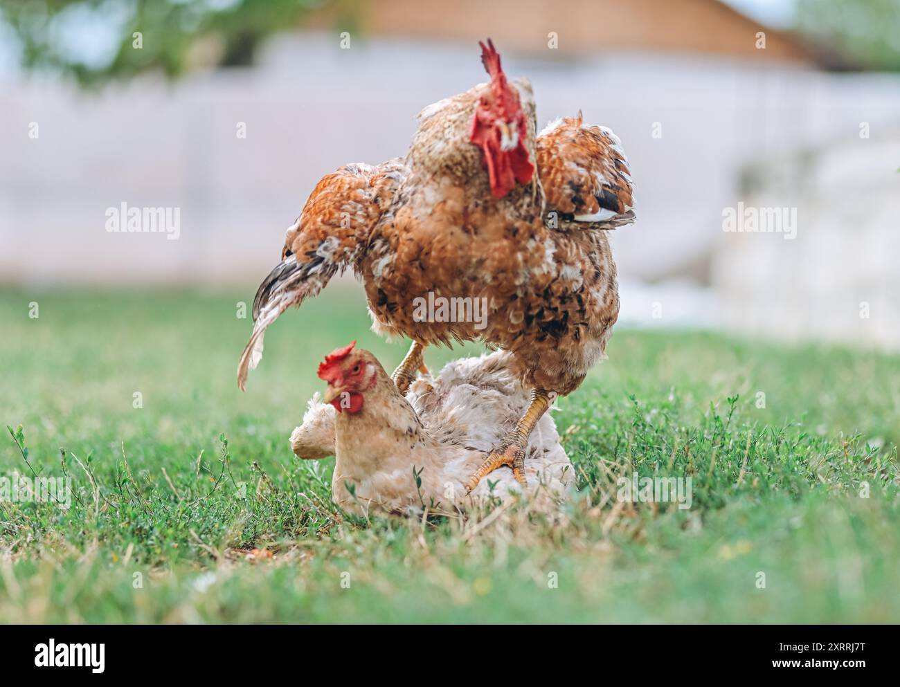 A rooster mating with a chicken in a process called the cloakal kiss Stock Photo - Alamy