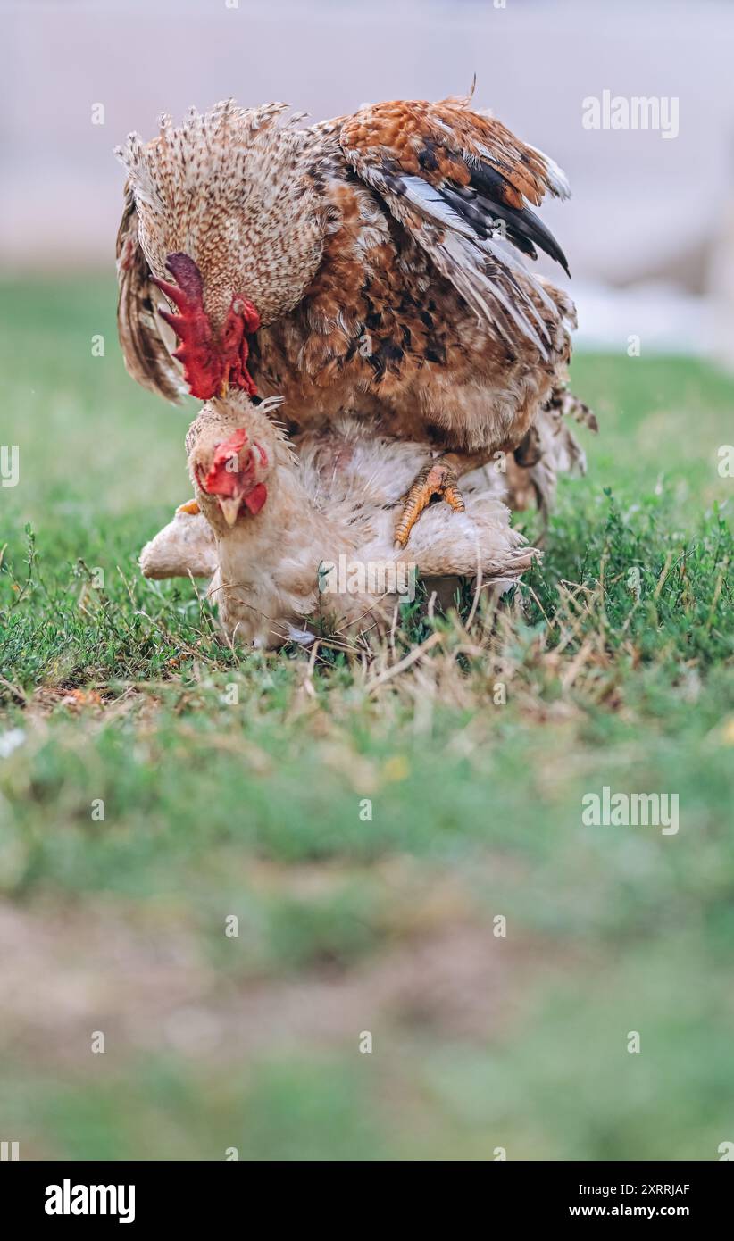 A rooster mating with a chicken in a process called the cloakal kiss Stock Photo - Alamy