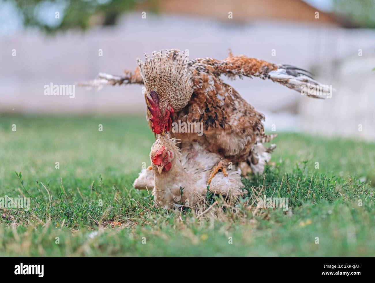 A rooster mating with a chicken in a process called the cloakal kiss ...