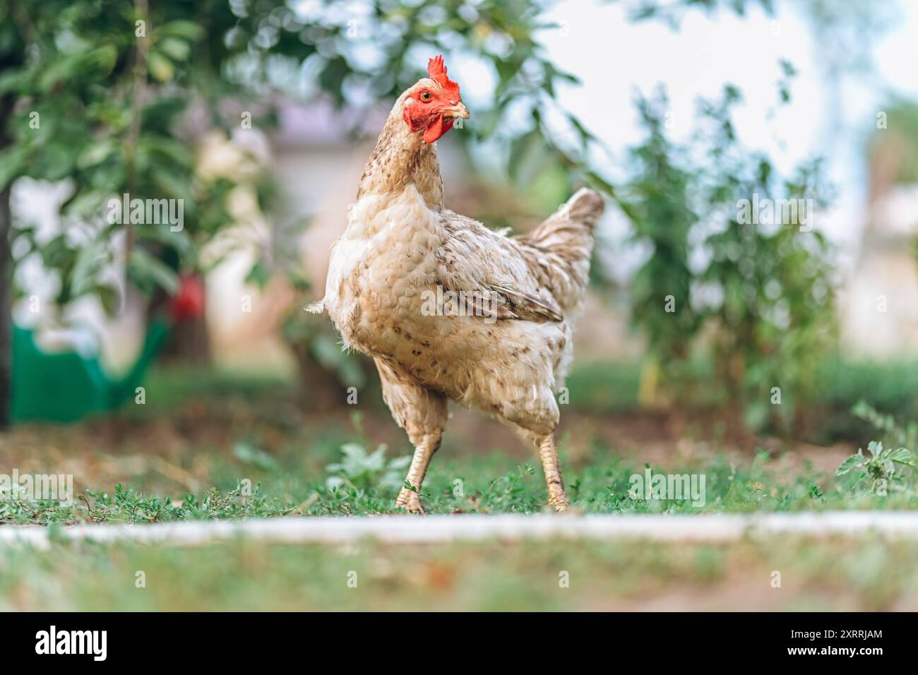 A chicken living free in the back yard of a farm Stock Photo - Alamy