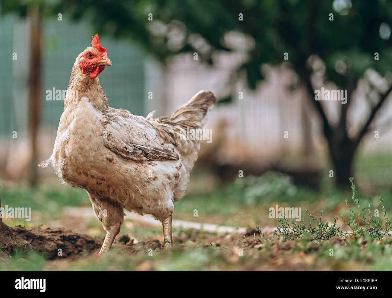 A chicken living free in the back yard of a farm Stock Photo - Alamy