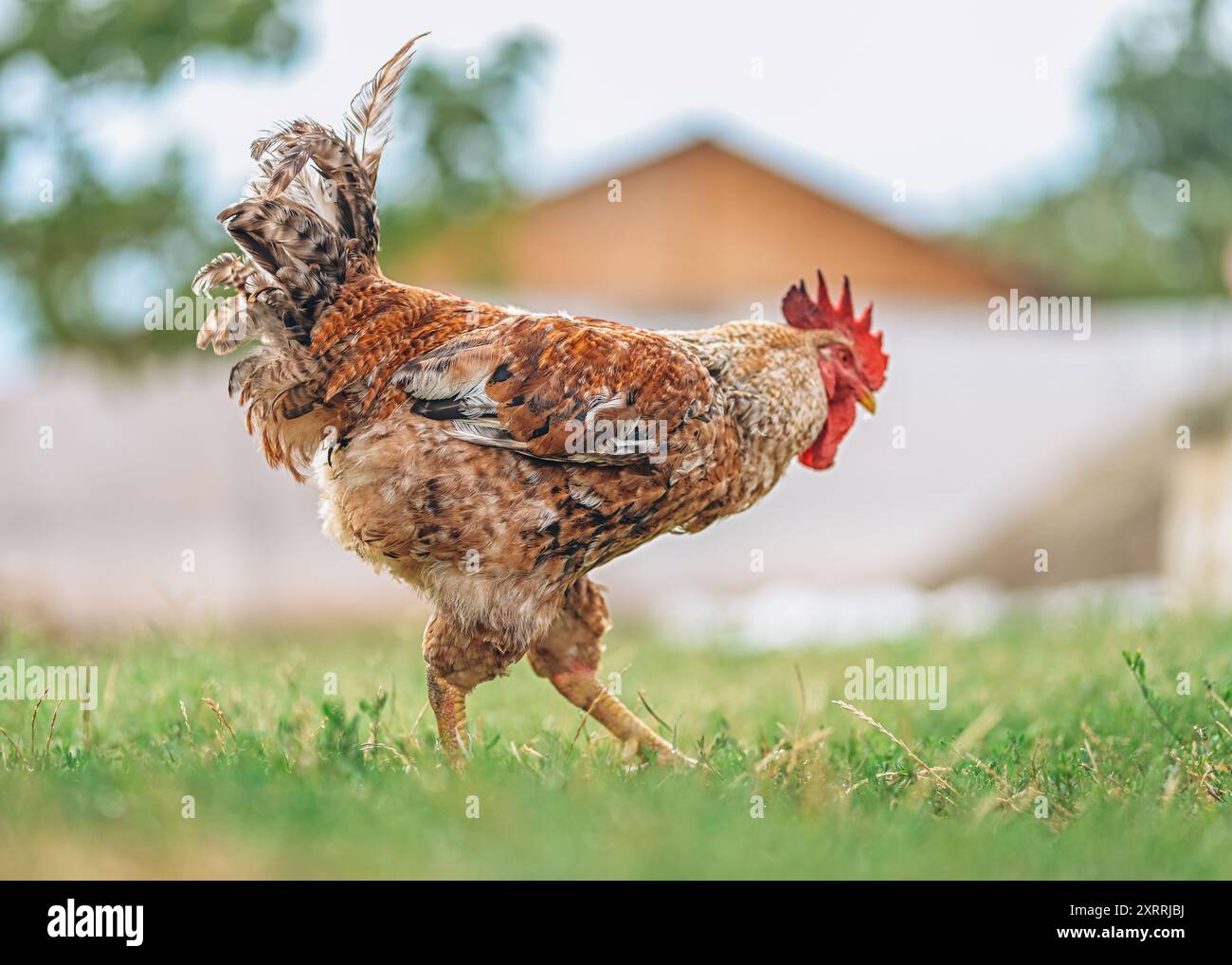 A rooster living free in the back yard of a farm Stock Photo - Alamy