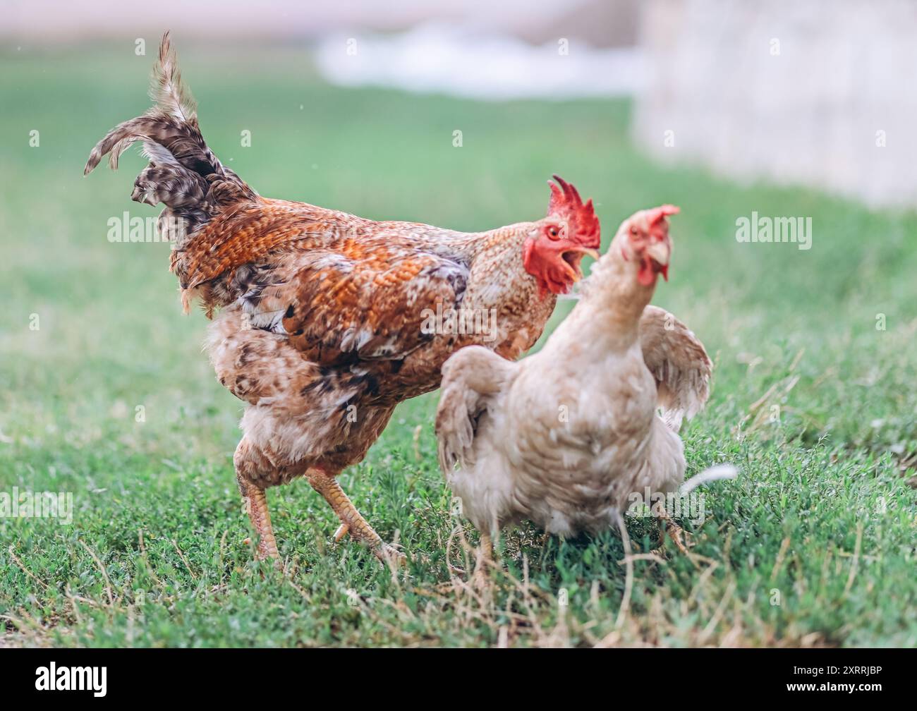 A rooster trying to catch a chicken to mate with it in a process called the cloakal kiss Stock ...