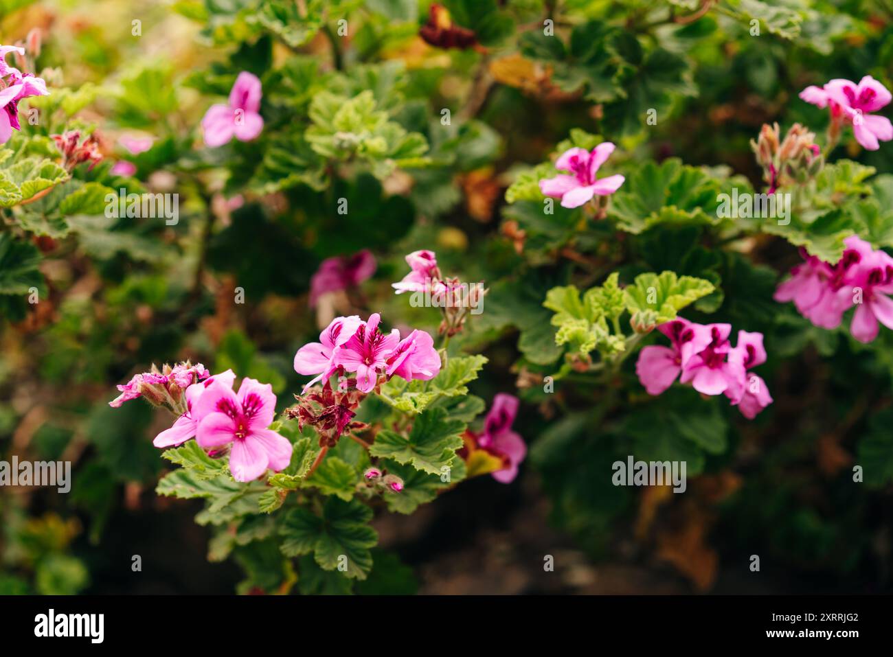 Palavgonium hi-res stock photography and images - Alamy