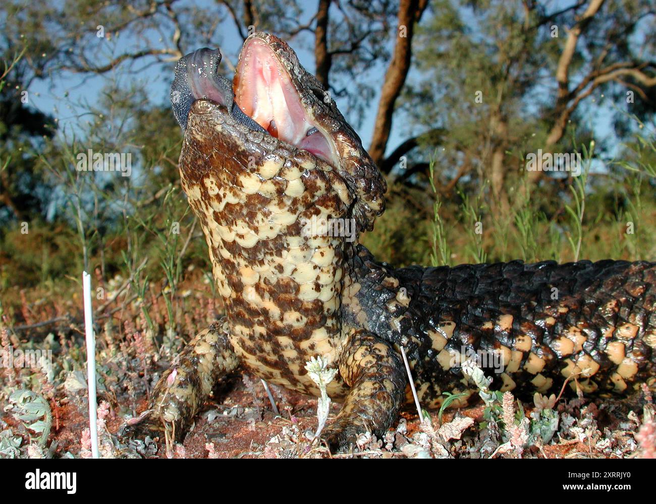 Australian Shingle-Back lizard in defense display Stock Photo - Alamy
