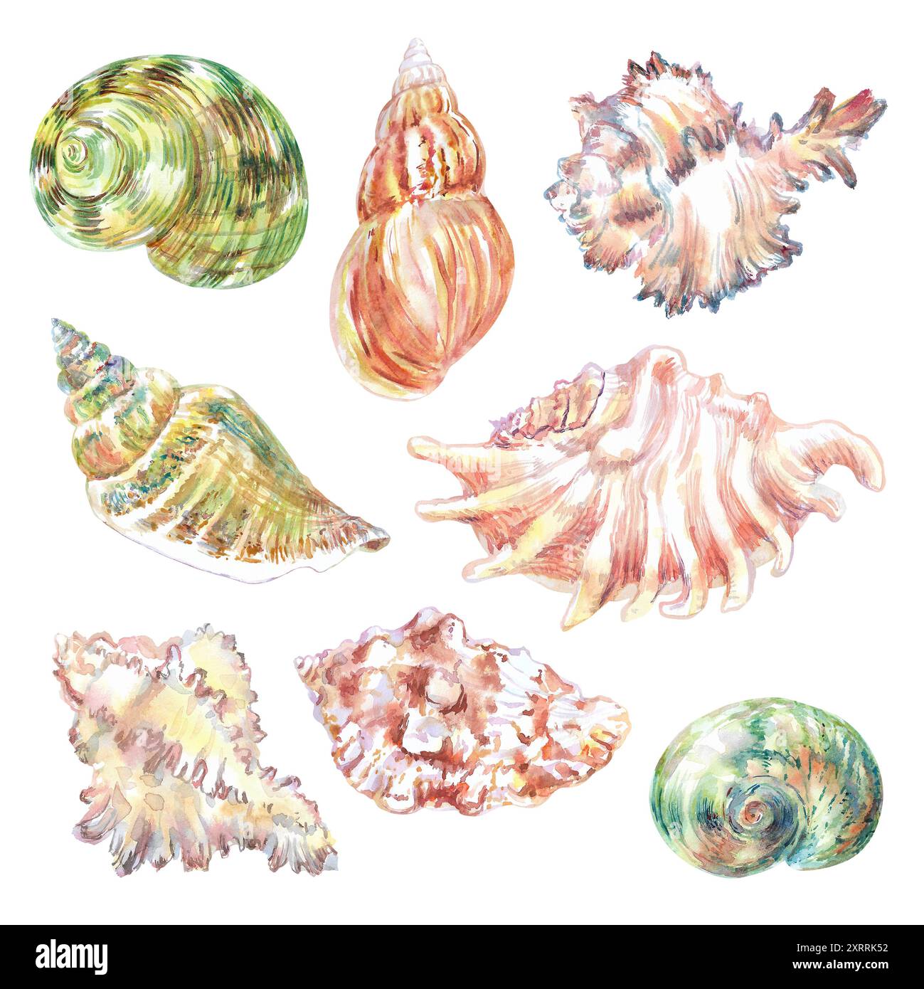 Shell set underwater world in watercolor. Murex Endivia sea shell ...