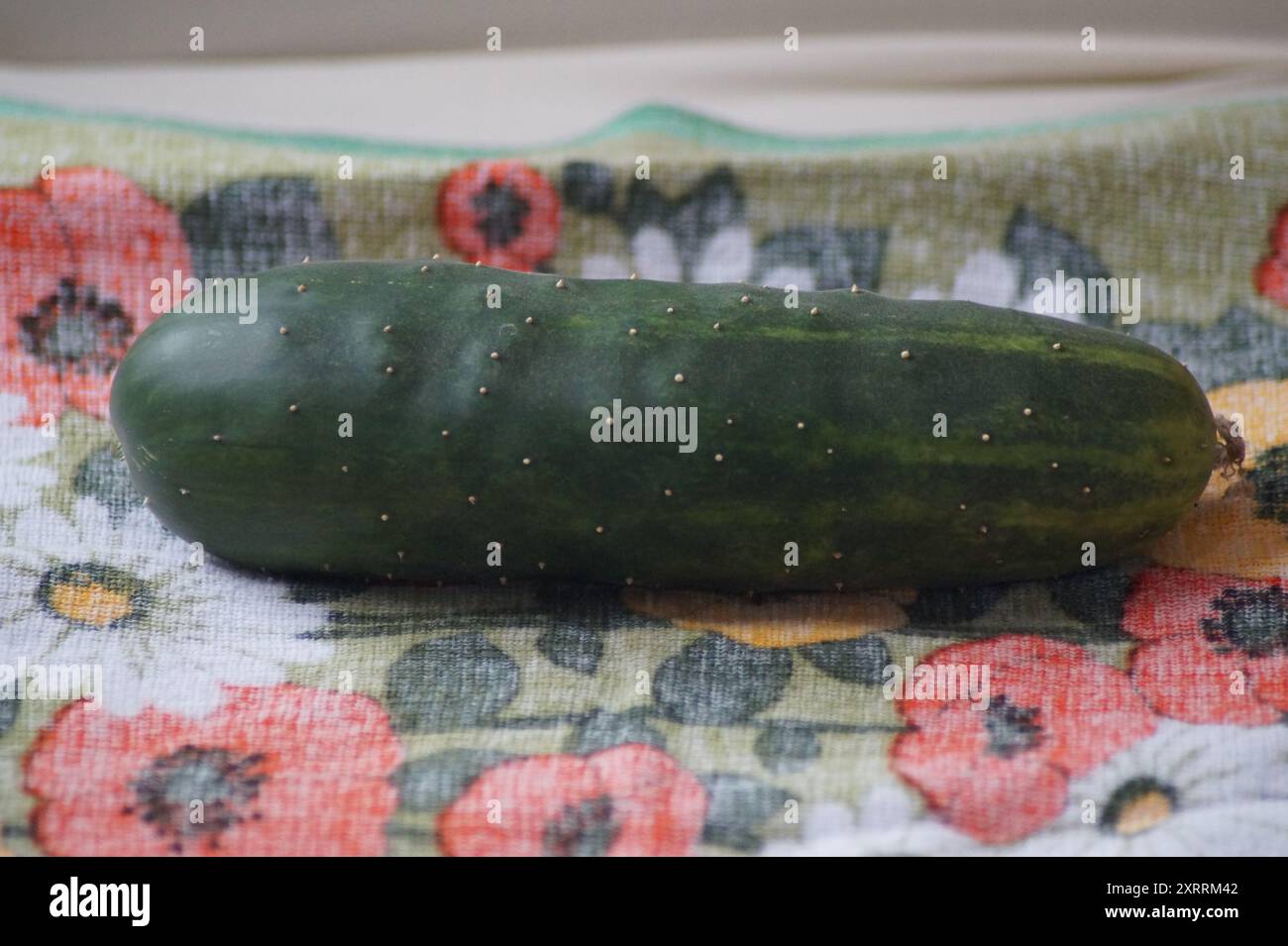 An organic country cucumber, Cucumis sativus L., harvested in your own ...