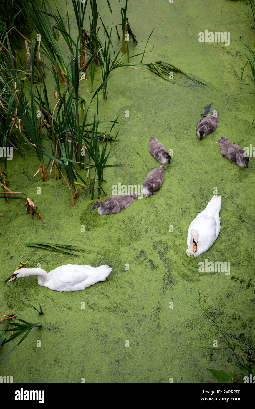 Pair of swans Cygnus olor and their family of signets seen from above ...