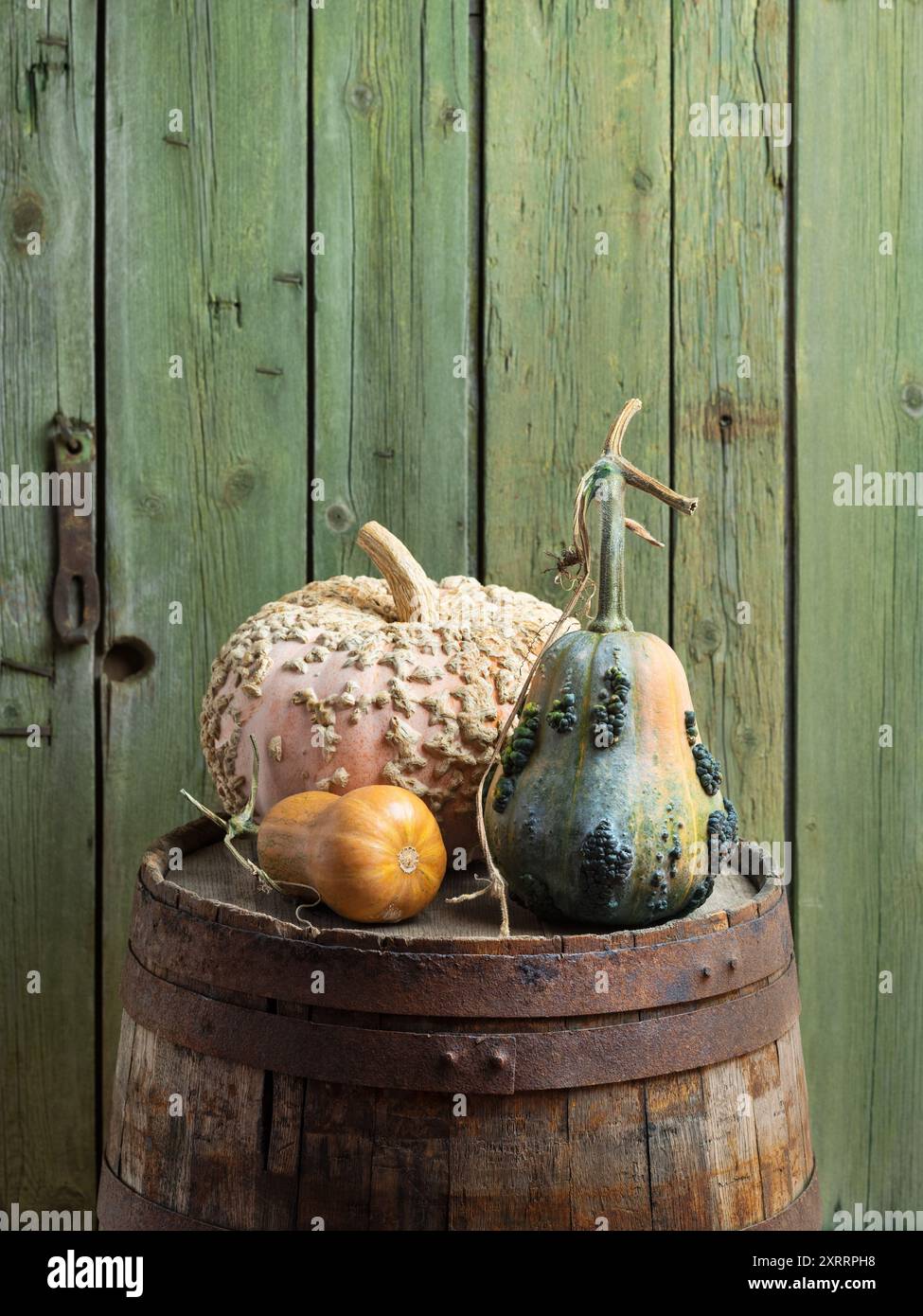Rustic Harvest of Galeux d Eysines, Musquee de Maroc, and Butternut ...