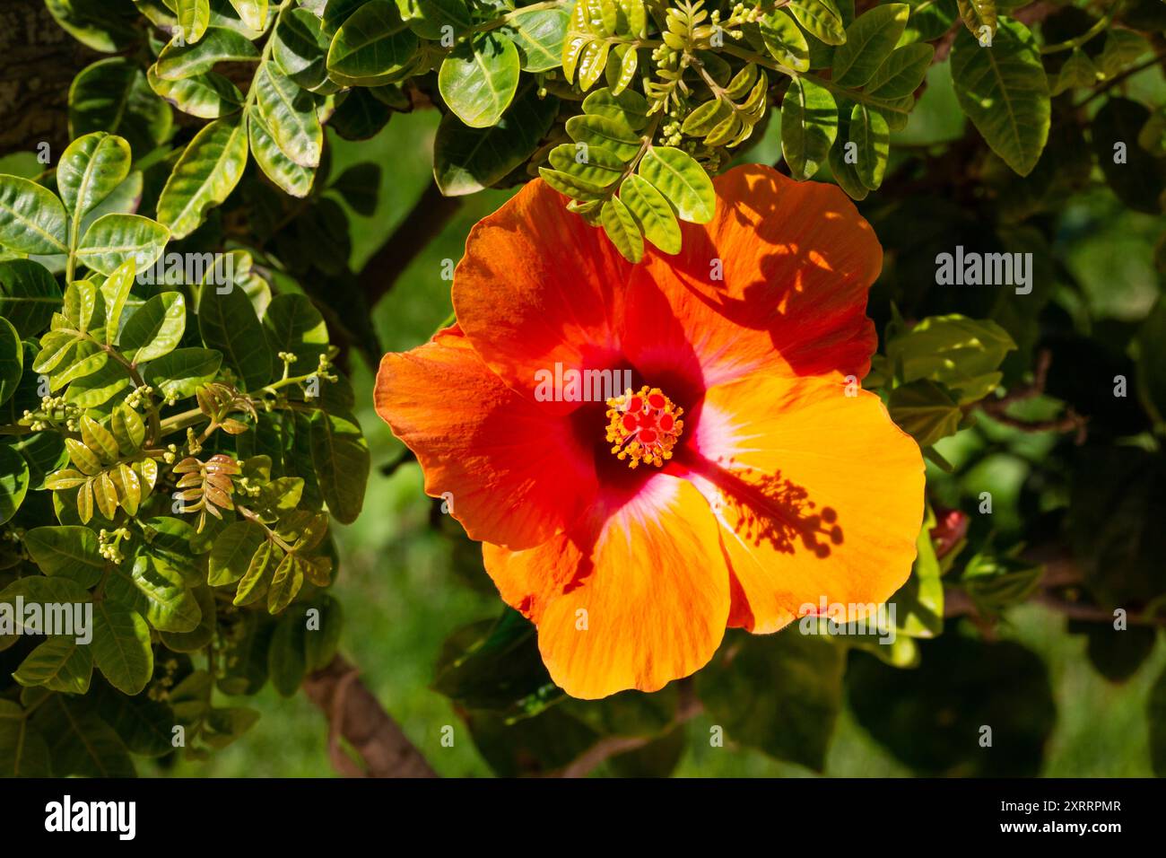 Shoe Flower, Hibiscus, Chinese rose in garden Stock Photo - Alamy