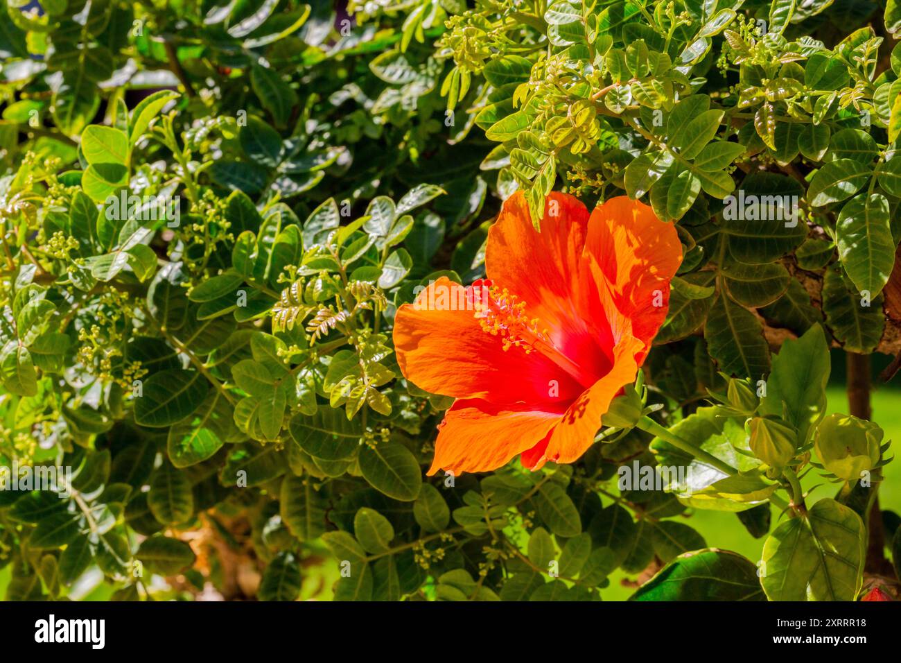 Shoe Flower, Hibiscus, Chinese rose in garden Stock Photo - Alamy