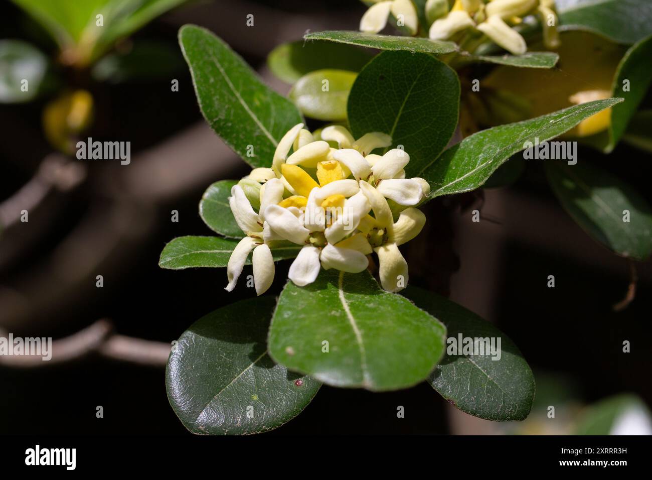 the flowering plant Pittosporum tobira, the Japanese pittosporum or ...