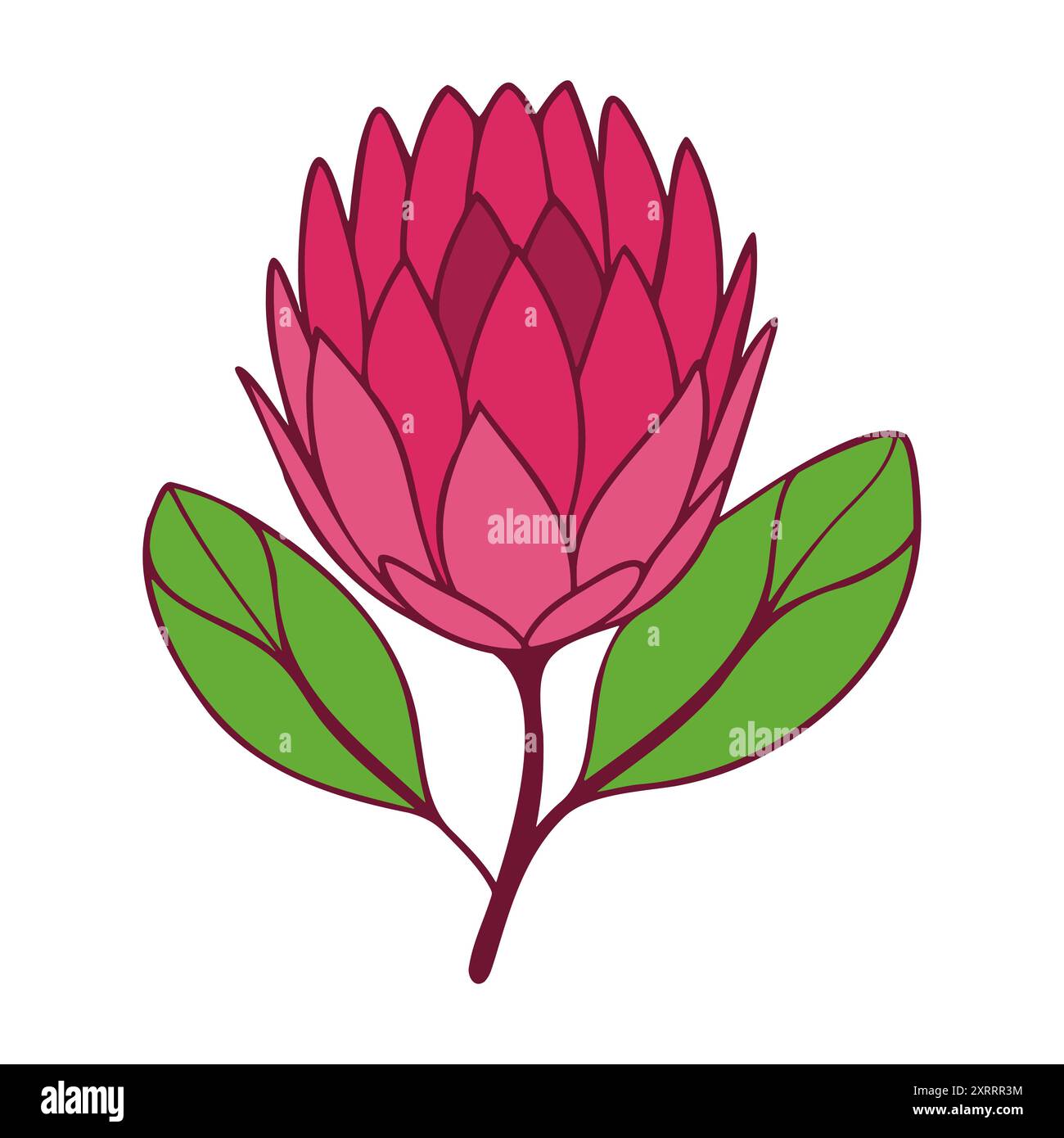 Protea flower, stylized drawn with color. Isolated bud on branch ...