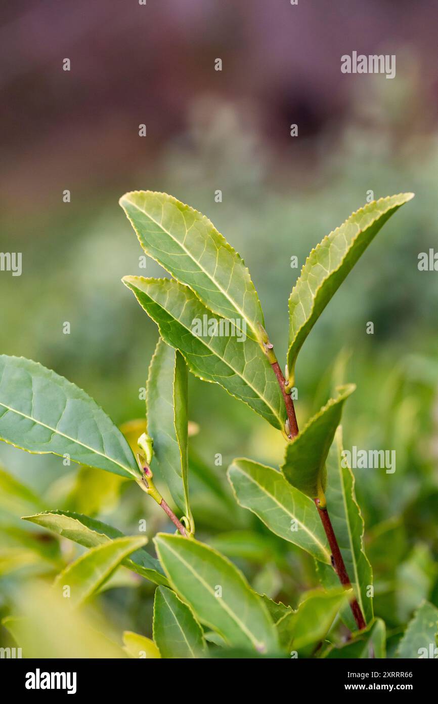 Green tea tree leaves field Fresh young tender bud herbal in farm on ...