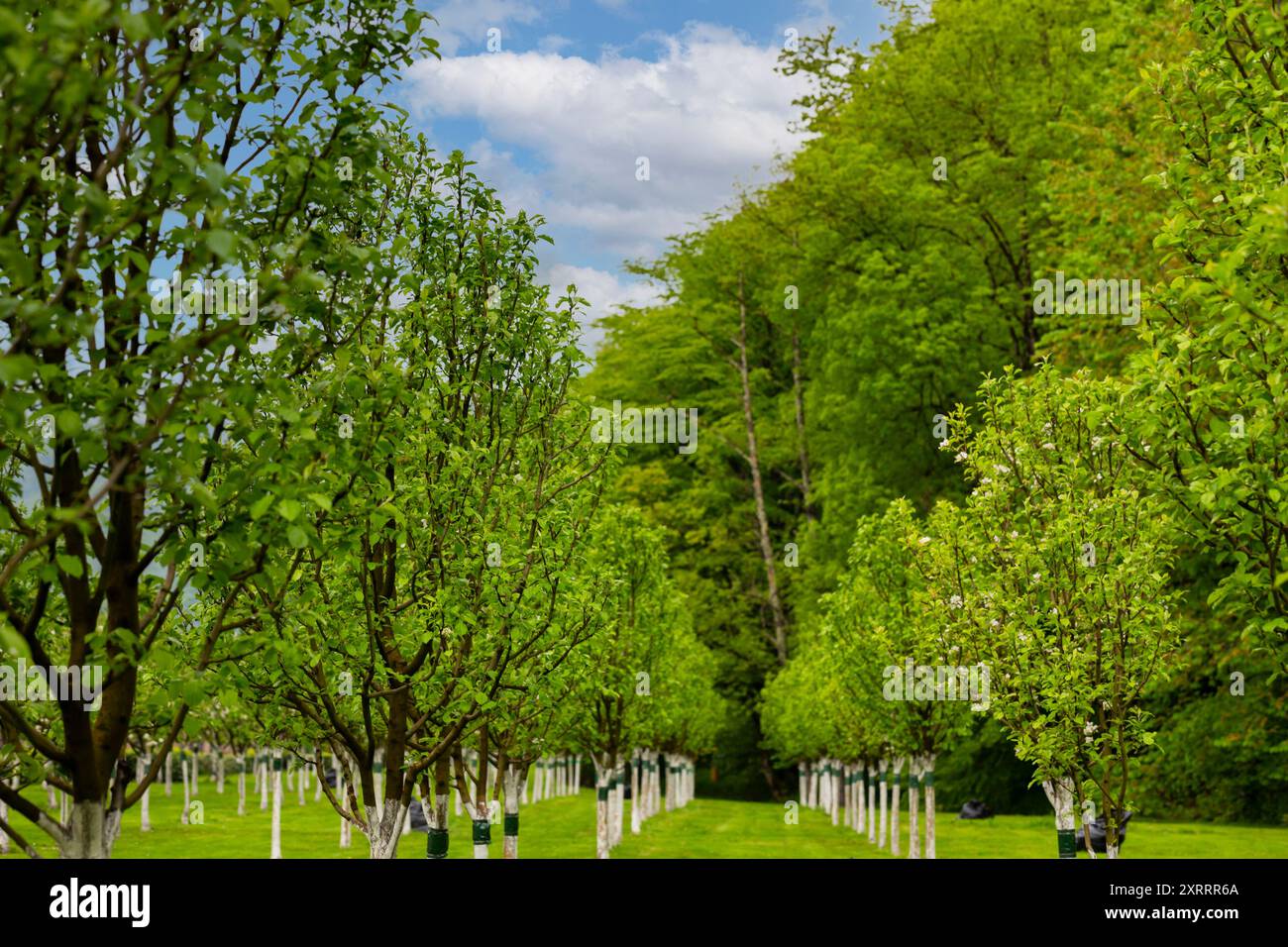 Panorama view rows blossoming hi-res stock photography and images - Alamy