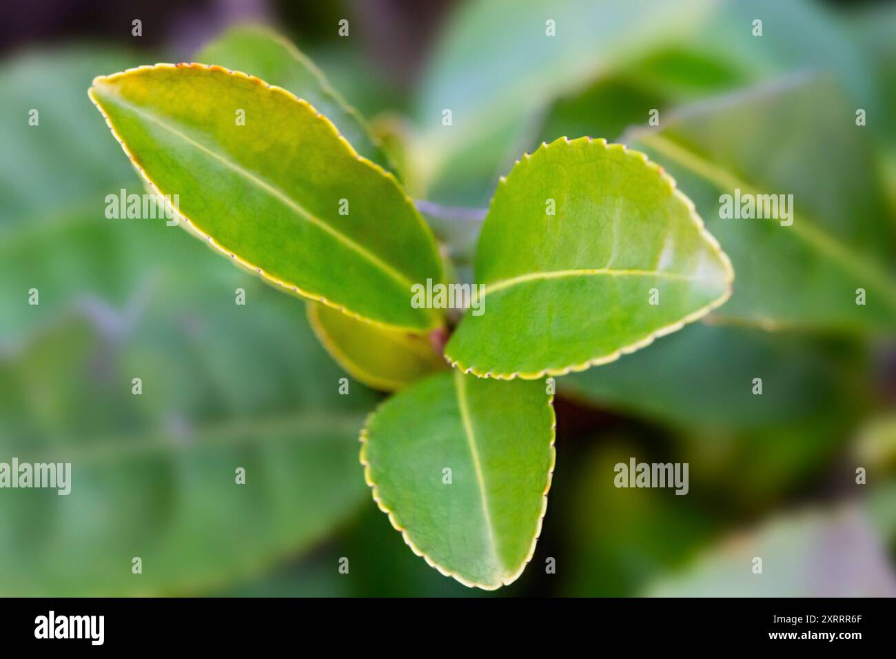 Green tea tree leaves field Fresh young tender bud herbal in farm on ...