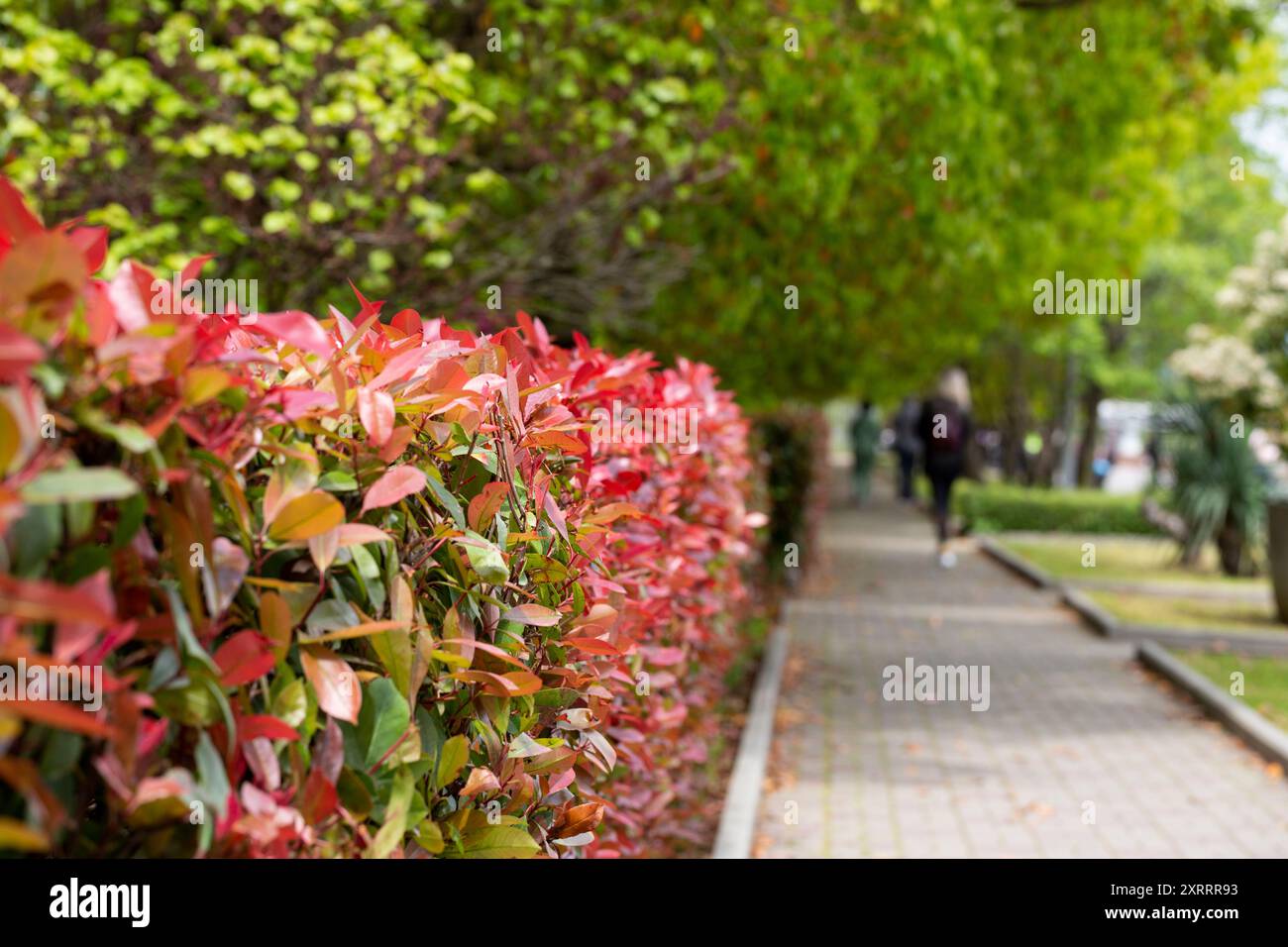 Red and green leaves of a photinia fraseri red robin hedge on a street ...