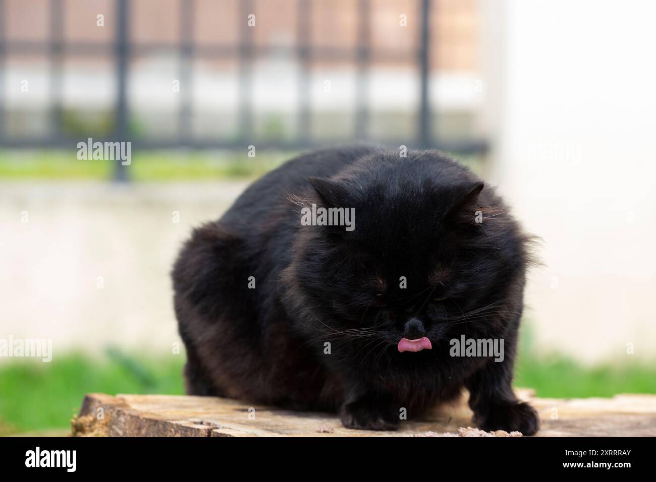 Playful fluffy black cat eating hi-res stock photography and images - Alamy