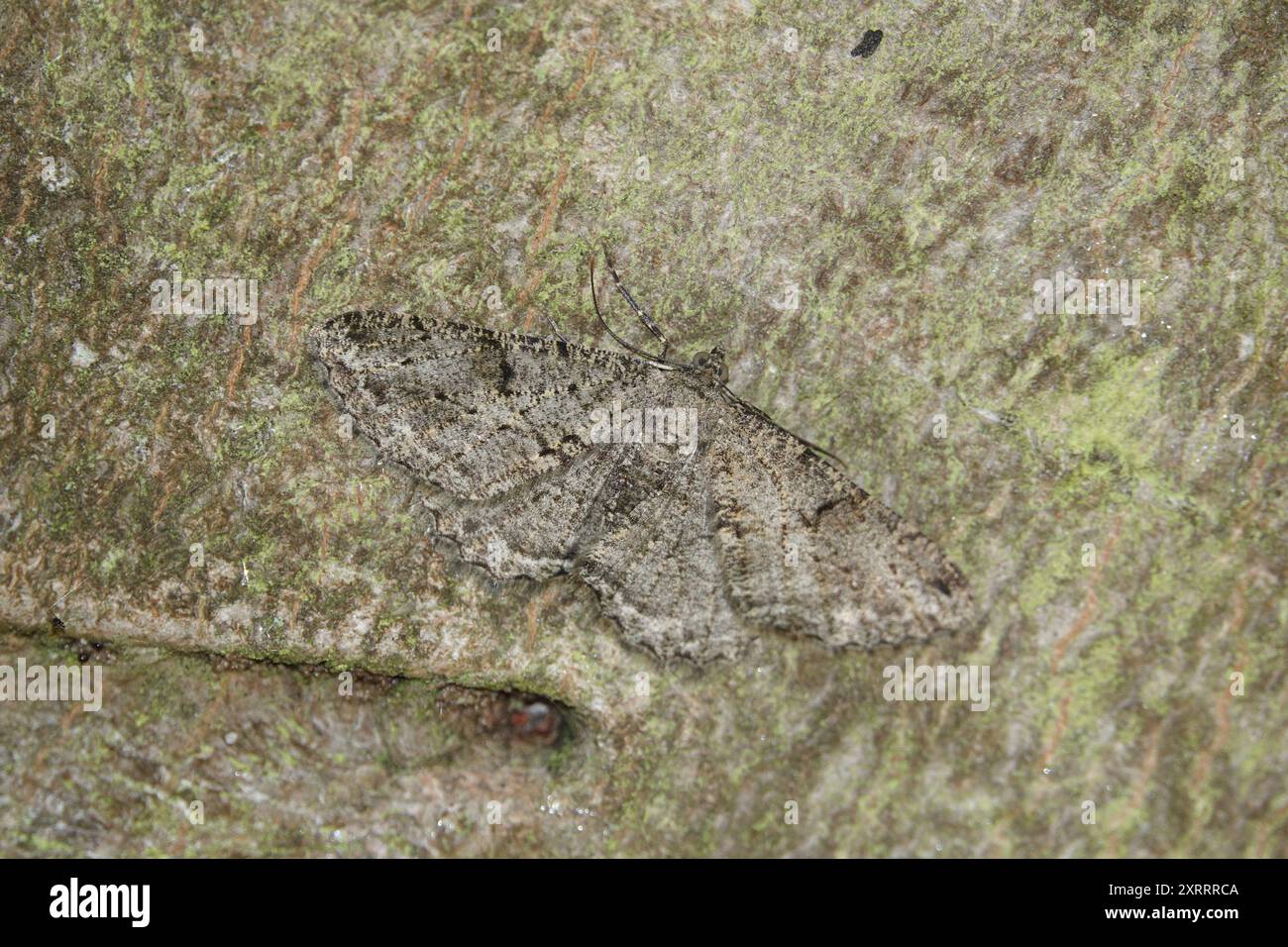 striped twin spot carpet moth (Coenotephria salicata Stock Photo - Alamy