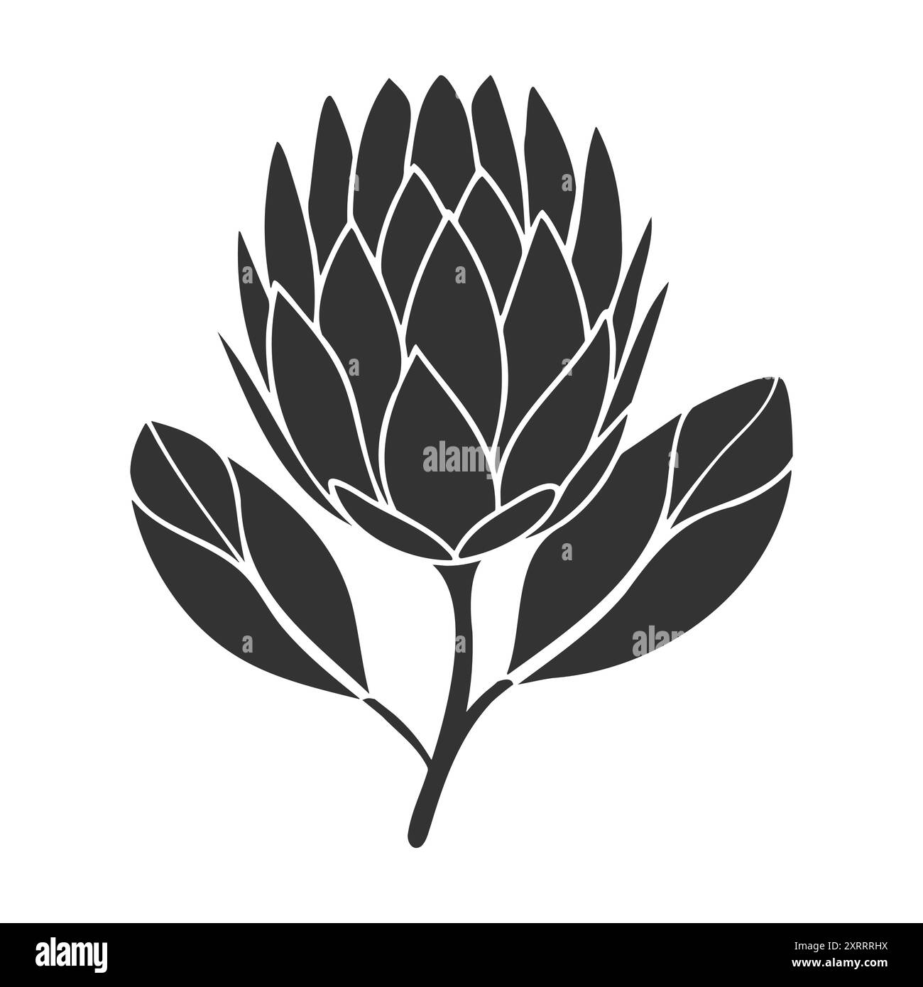 Protea flower silhouette black stylized drawing isolated on white ...
