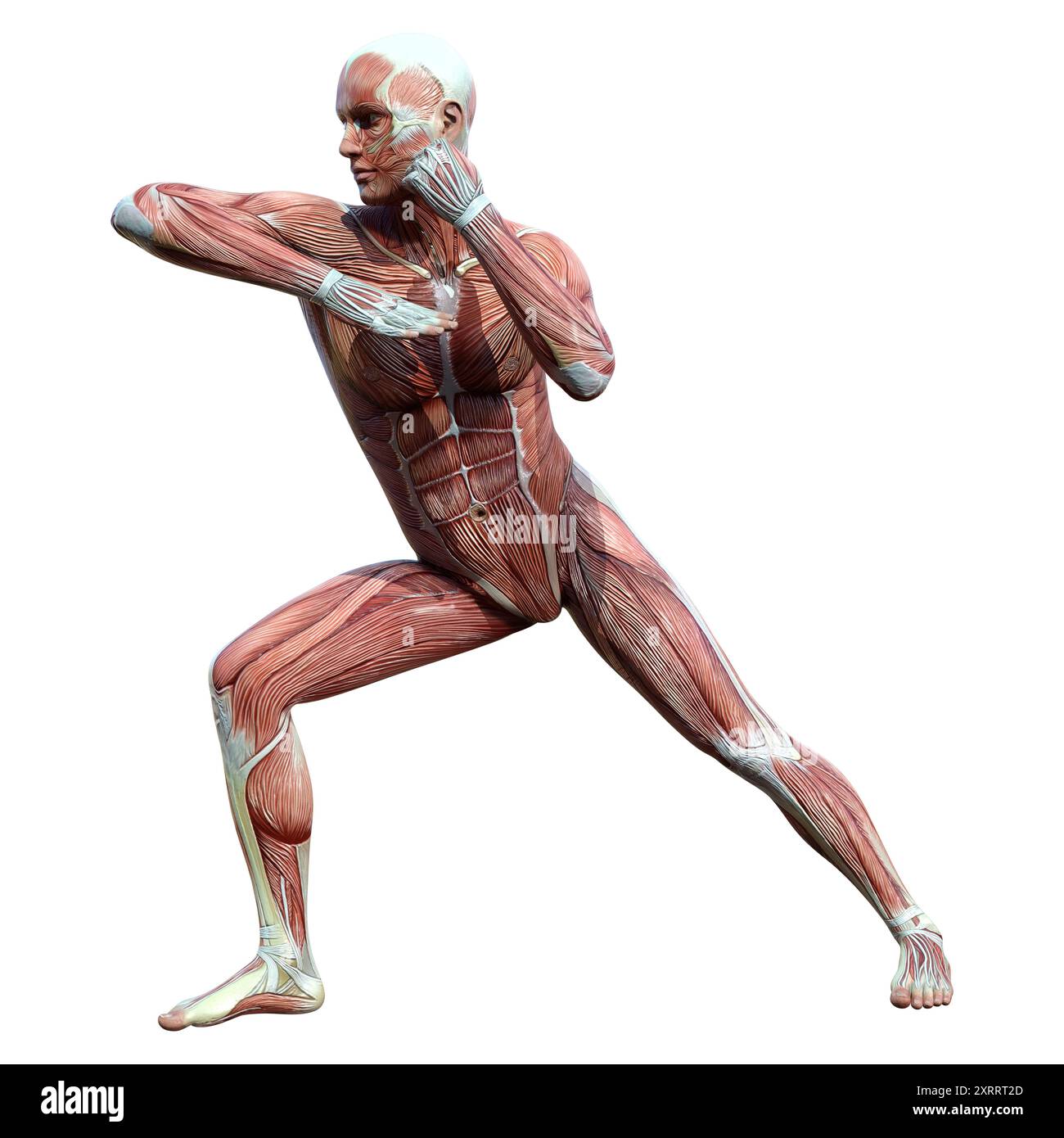 3D rendering of a male figure with muscle maps isolated on white ...