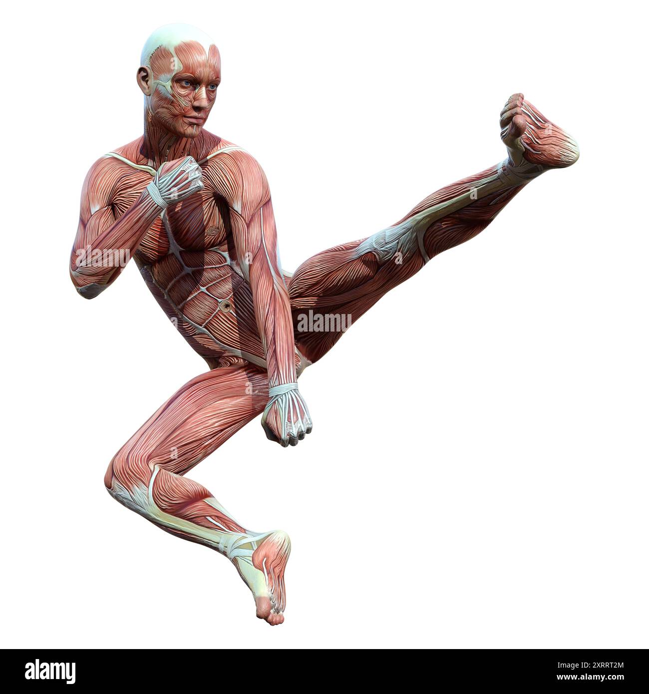 3D rendering of a male figure with muscle maps isolated on white ...