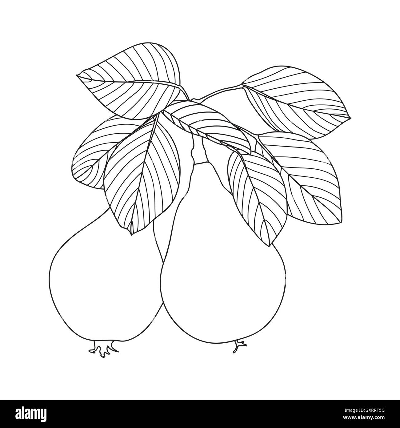 Outline pears, vector illustration. Pear tree branch with fruit and ...