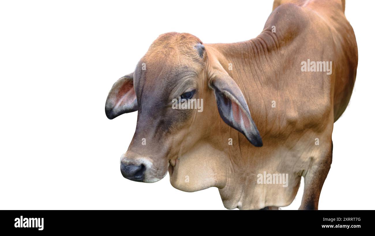 Cut out image of cow with precise clipping paths, set against a clean ...