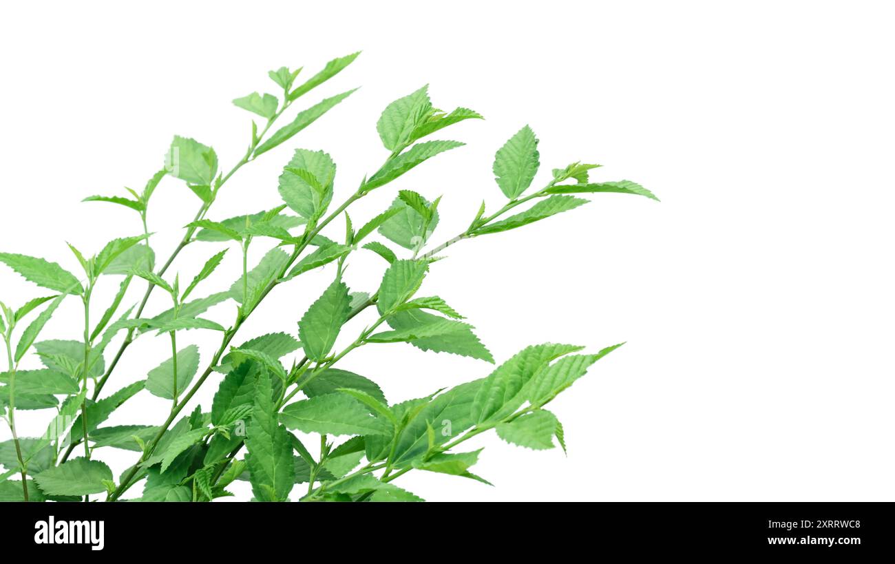 Cut out image of a weed plant with carefully crafted clipping paths ...