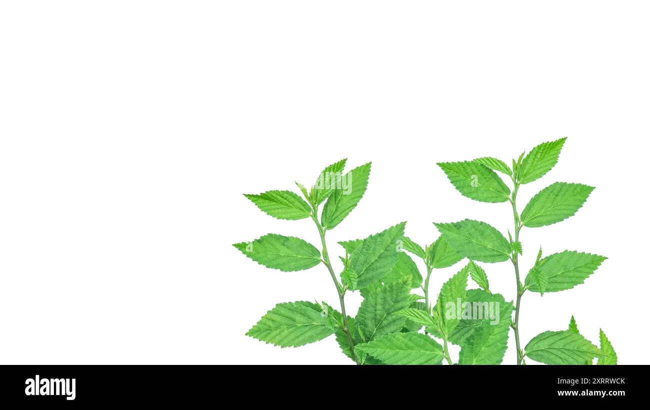 Cut out image of a weed plant with carefully crafted clipping paths ...