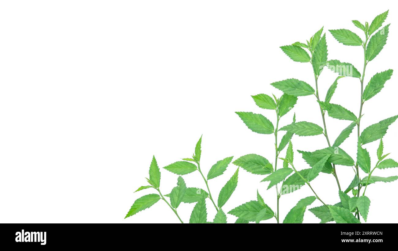 Cut out image of a weed plant with carefully crafted clipping paths ...