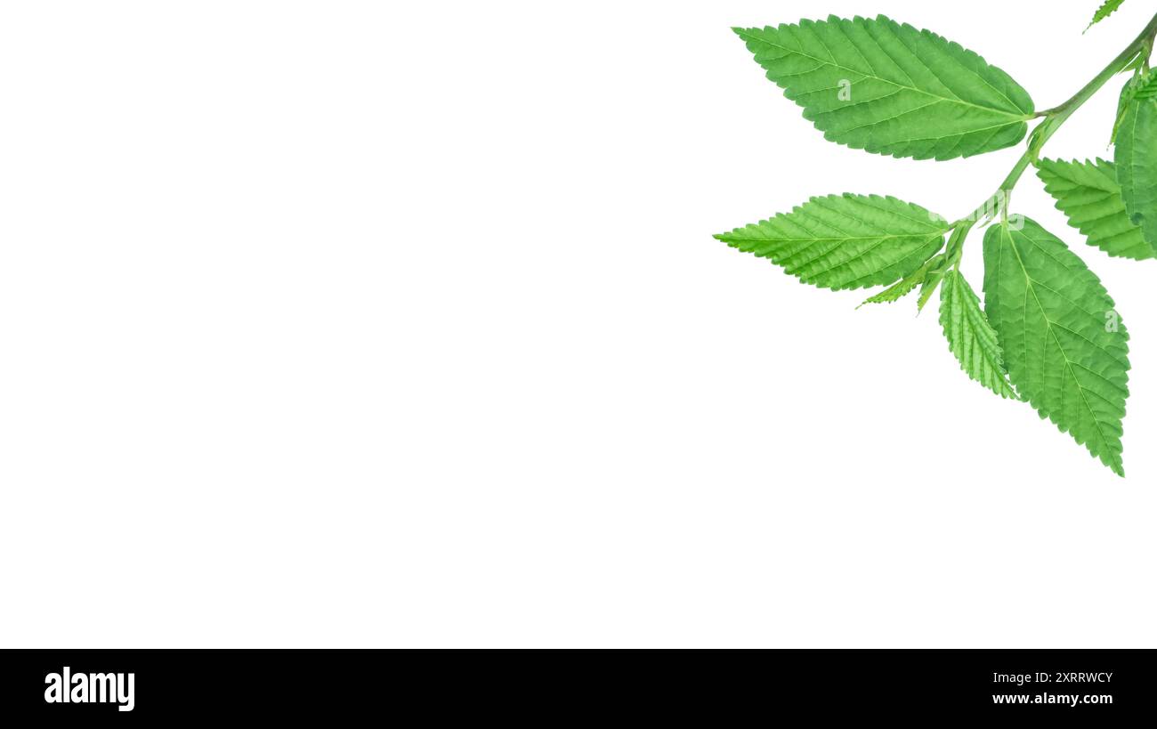 Lifestyle weed Cut Out Stock Images & Pictures - Alamy