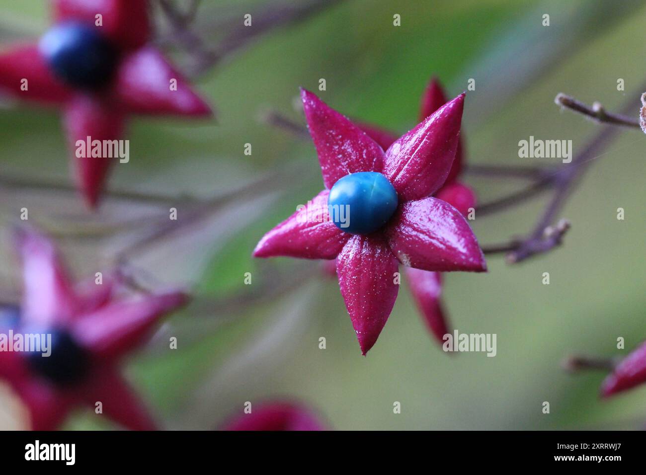 Blue fruits (drupes) of harlequin glorybower shrub (Clerodendrum ...