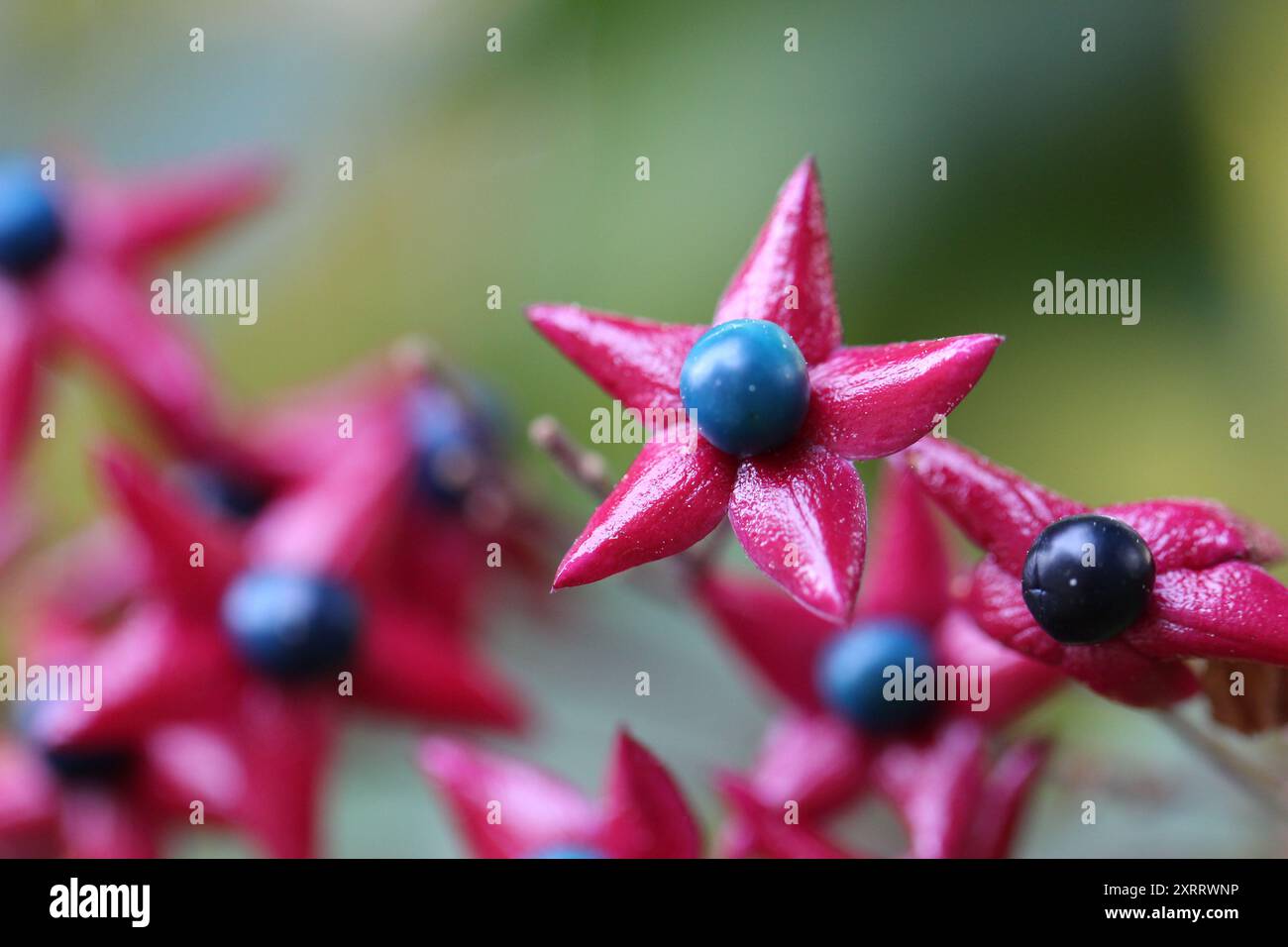 Blue fruits (drupes) of harlequin glorybower shrub (Clerodendrum ...