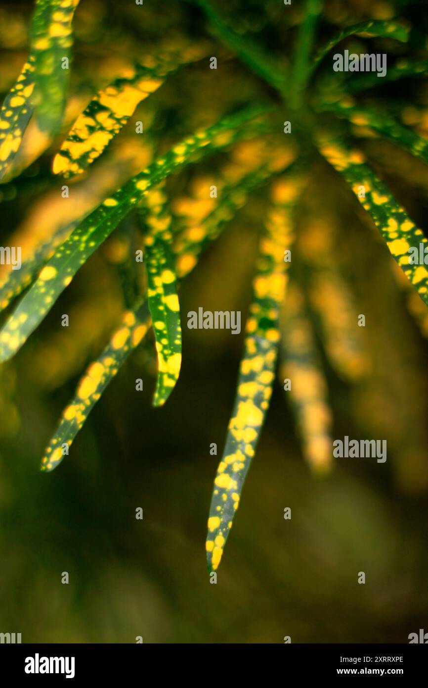 Skinny leaves from the Codiaeum Variegatum plant also known as Croton ...