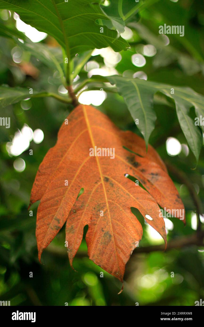 Artocarpus camansi (Also breadnut, Moraceae, breadfruit, Artocarpus ...