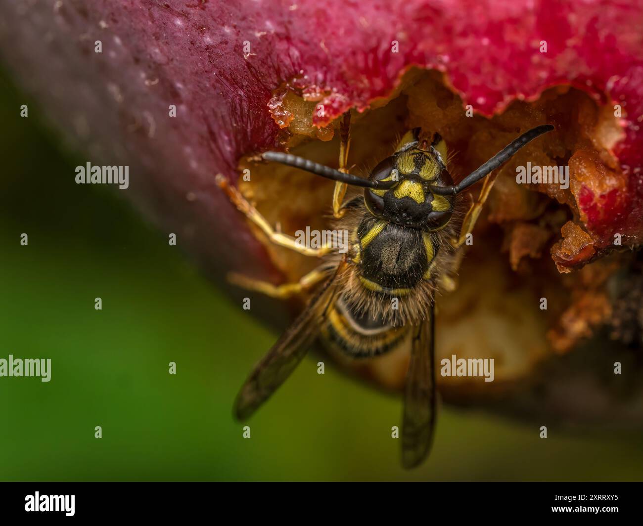 Closeup shot of a wasp eating rotten apple growing on apple tree Stock ...