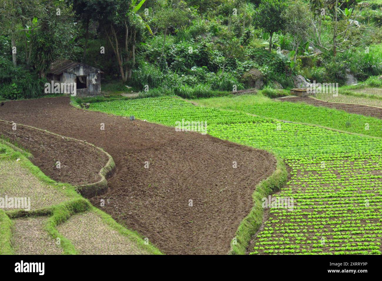 panoramic village rice fields with rice terraces at west java Indonesia ...