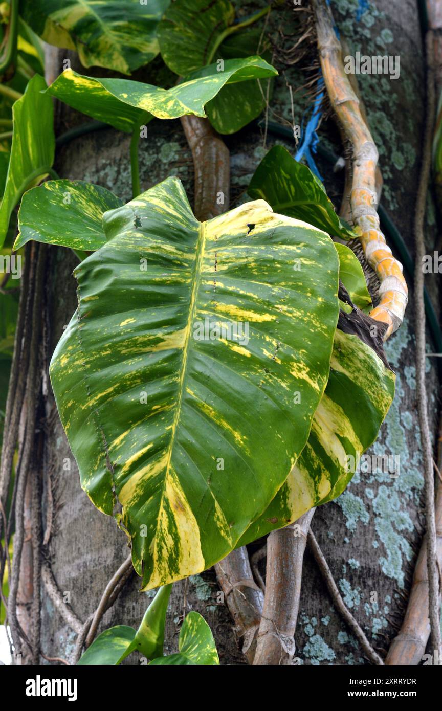 Monstera Marmorata thrives as a parasite on tree trunks Stock Photo - Alamy