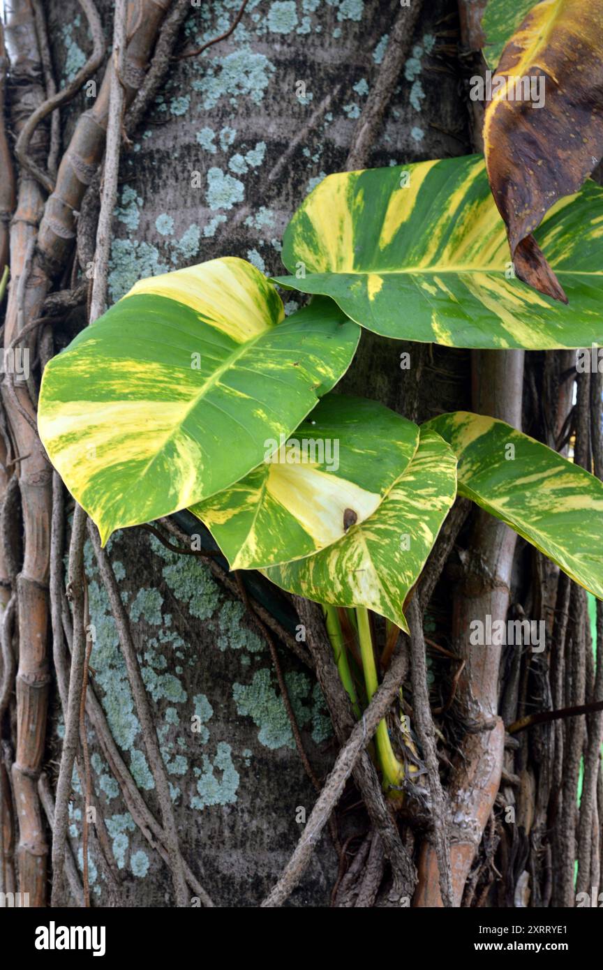 Monstera Marmorata thrives as a parasite on tree trunks Stock Photo - Alamy