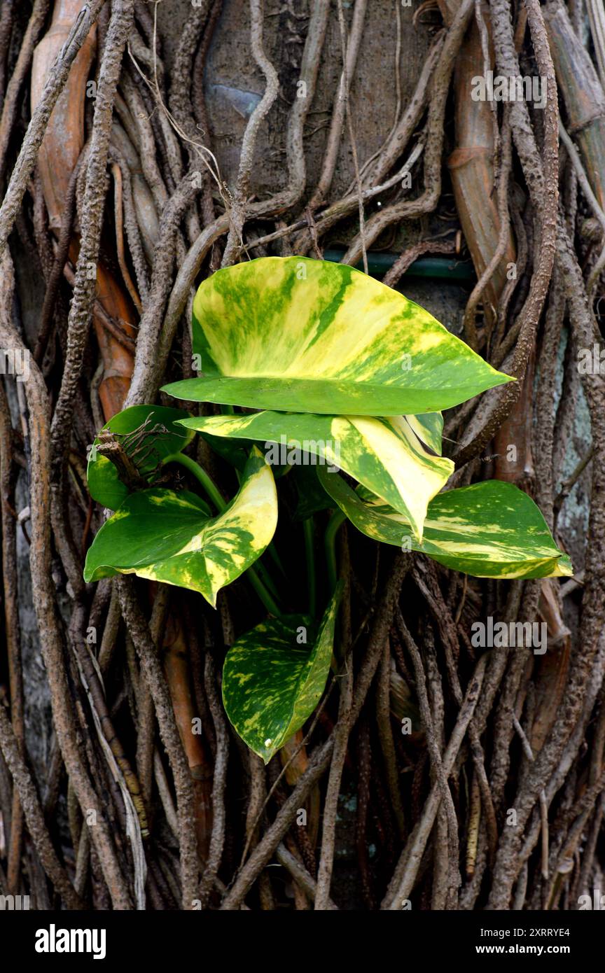 Monstera Marmorata thrives as a parasite on tree trunks Stock Photo - Alamy