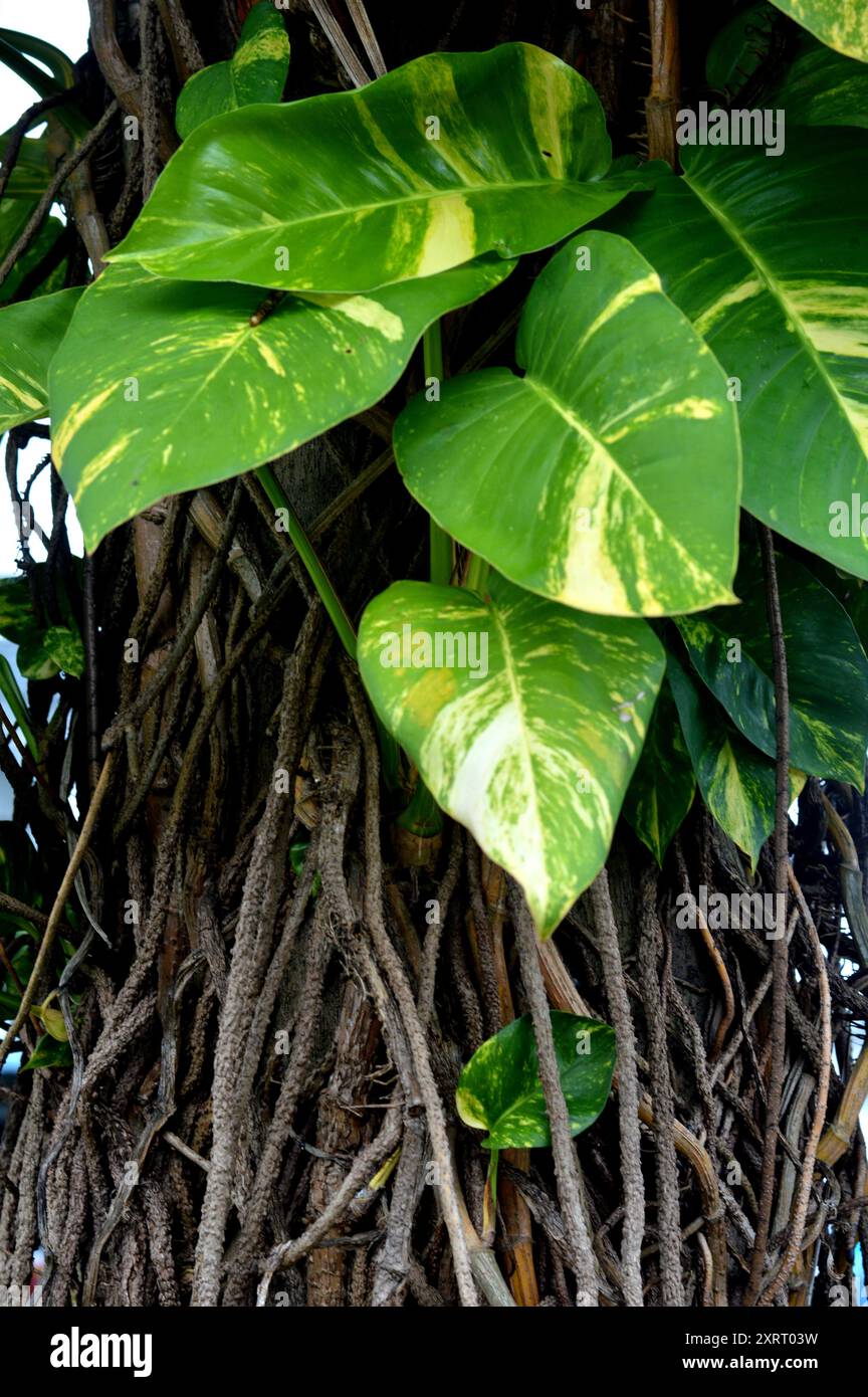 Monstera Marmorata thrives as a parasite on tree trunks Stock Photo - Alamy