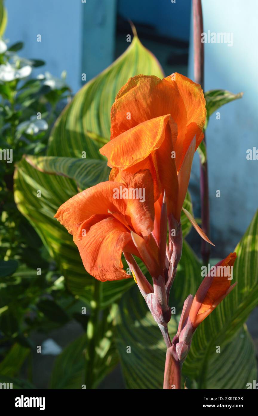 Orange yellow kana flowers or canna lily Stock Photo - Alamy