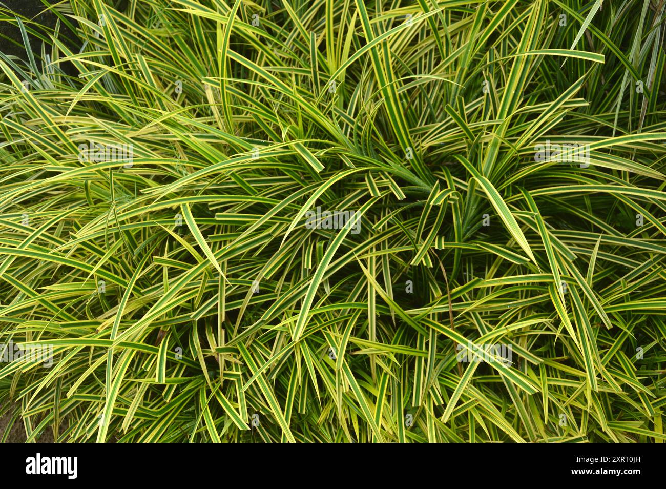 Pandanus Pygmaeus Thouars Pygmy Screwpine Pandan Hijau Kuning Stock ...